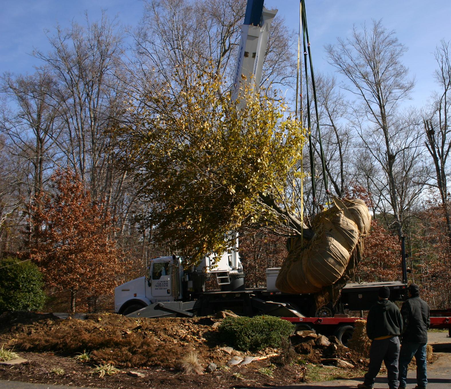 Landscaping With Large Trees - Wallace Landscape Associates