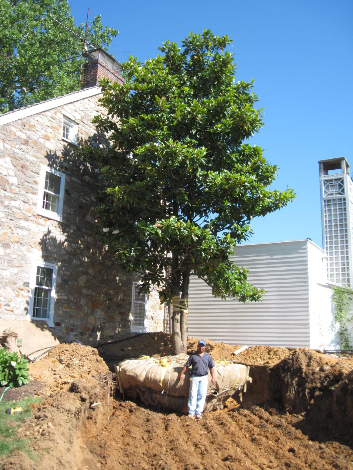 Landscaping With Large Trees - Wallace Landscape Associates