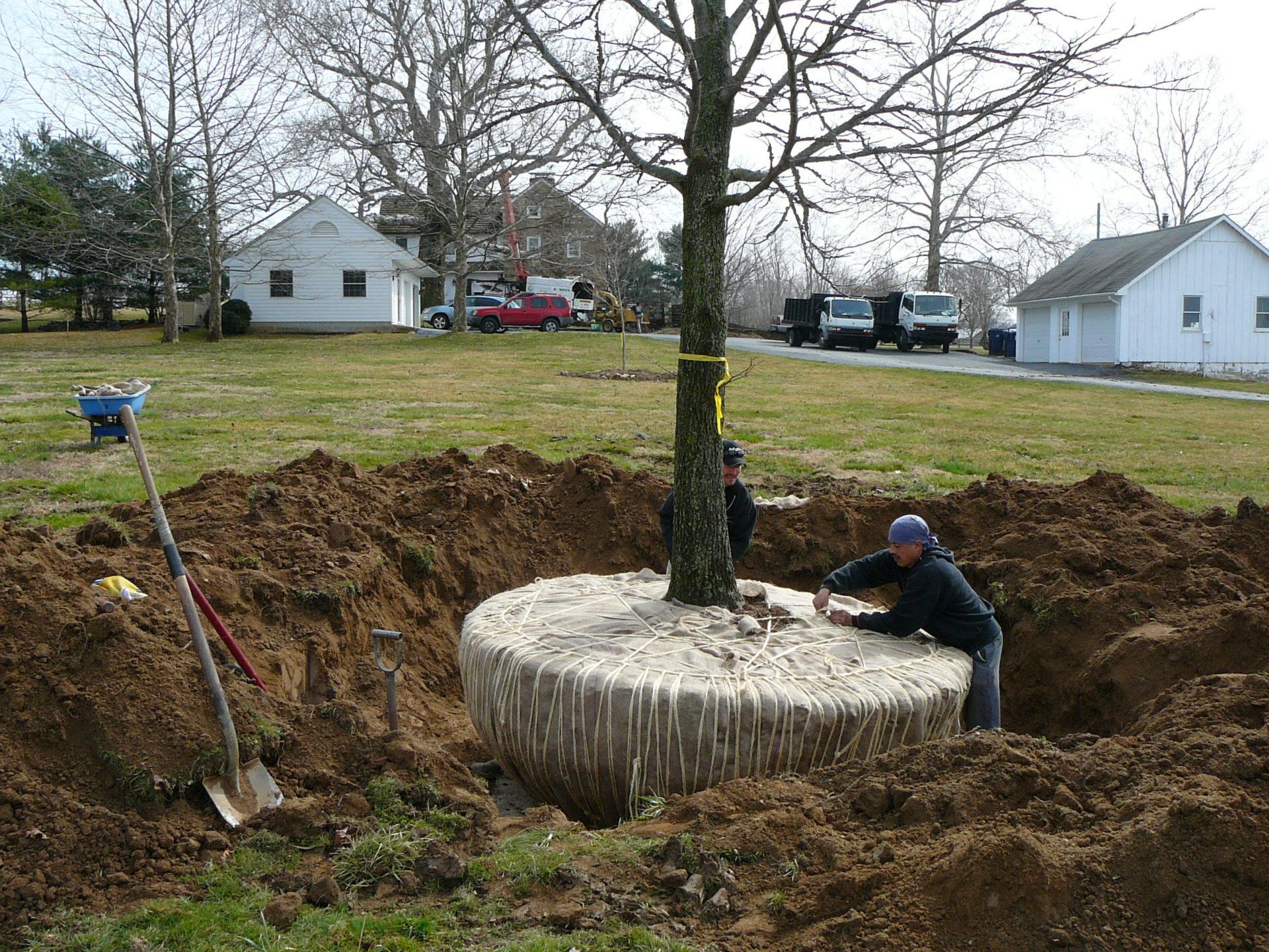 Landscaping With Large Trees - Wallace Landscape Associates